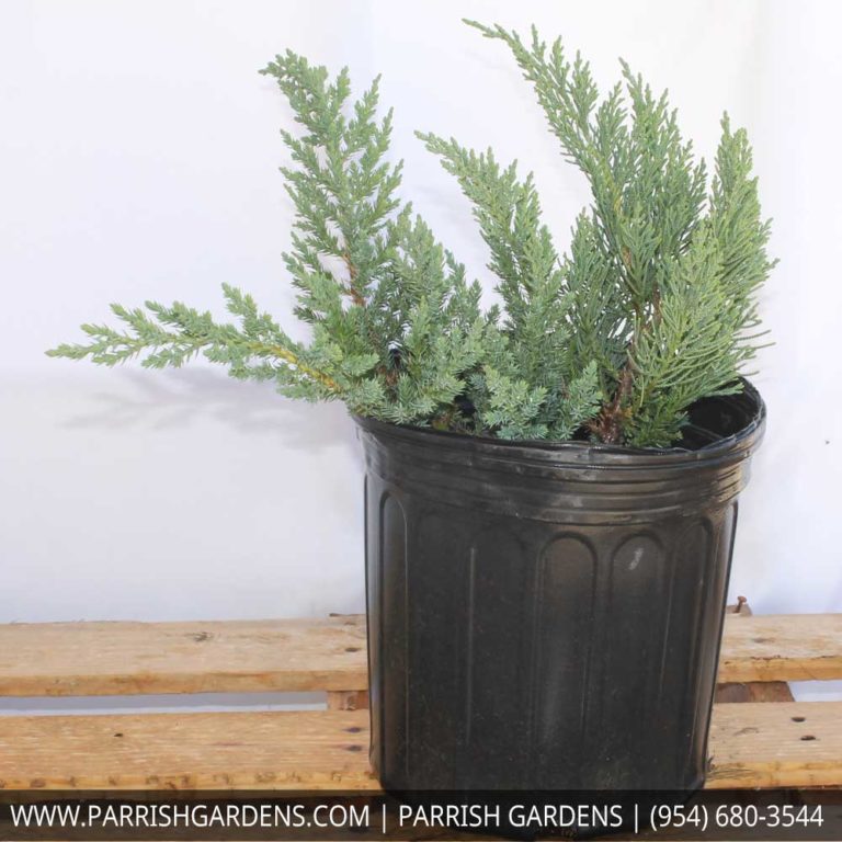 JUNIPER PARSONI | Parrish Gardens