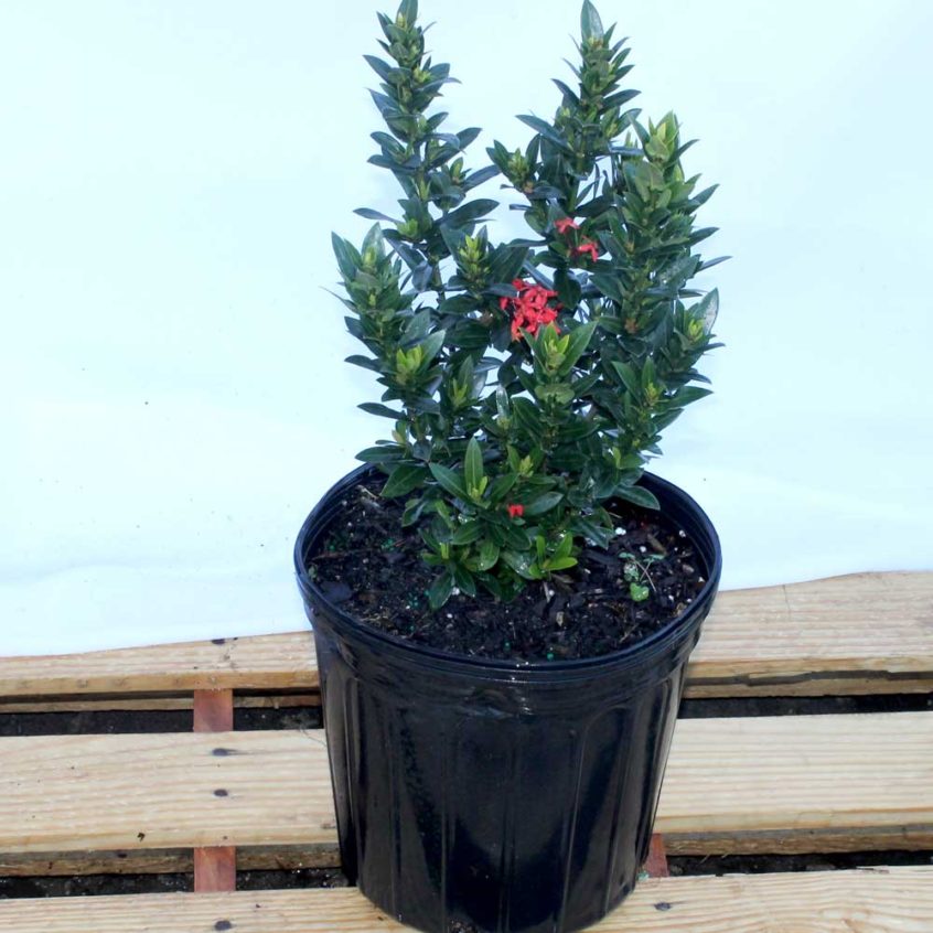 IXORA PETITE RED & YELLOW – Parrish Gardens