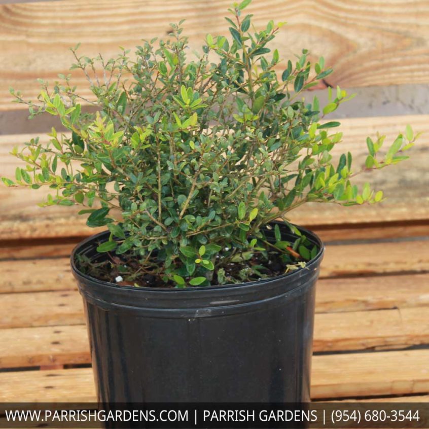 ILEX SCHILLINGS DWARF | Parrish Gardens