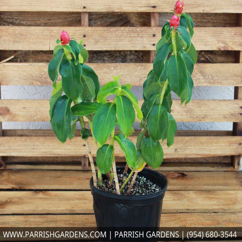 Costus Red Button Ginger | Parrish Gardens