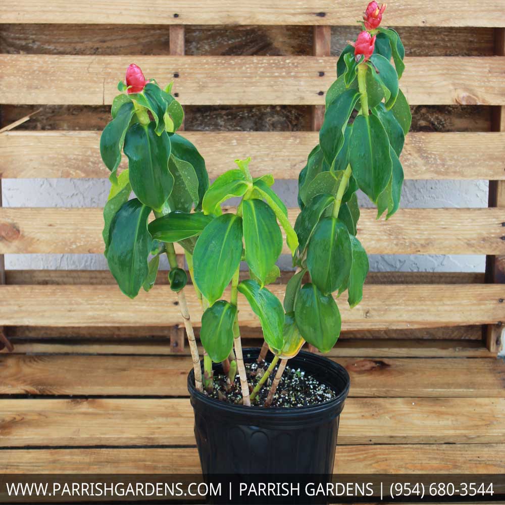 Costus Red Button Ginger | Parrish Gardens
