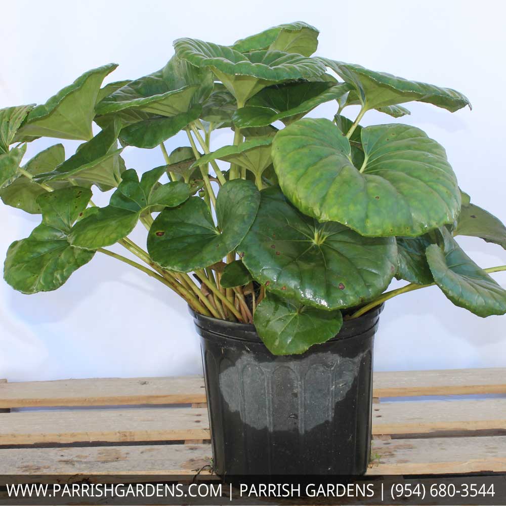 Farfugium – Leopard Plant | Parrish Gardens
