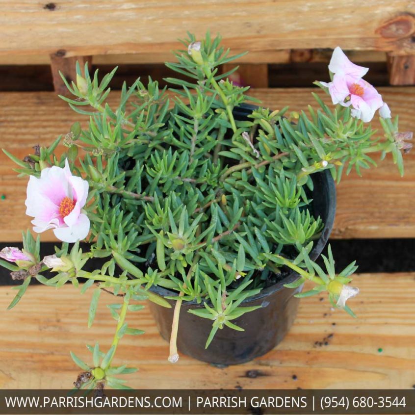 Portulaca – Pink | Parrish Gardens