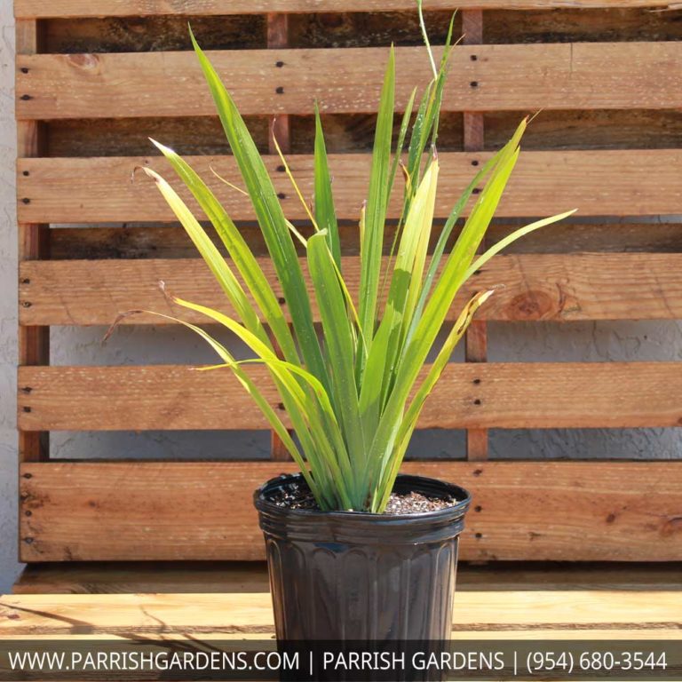 Walking Iris – Parrish Gardens